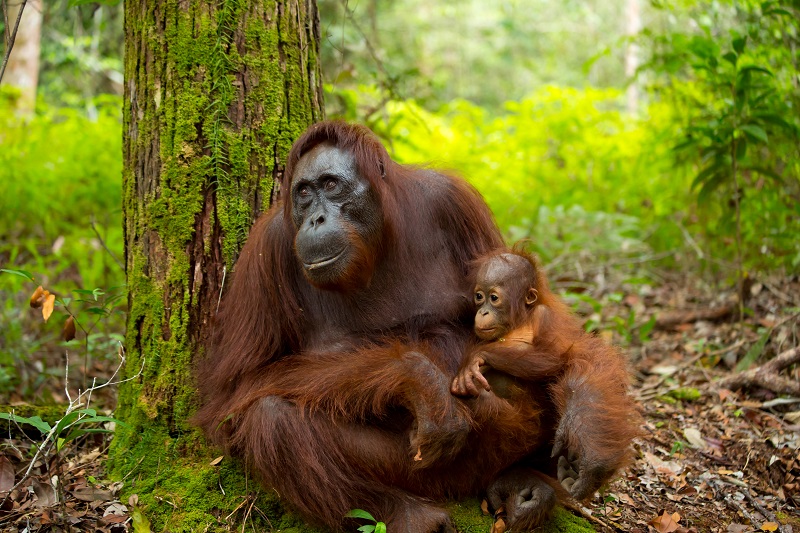 Six endangered species to see on our wildlife trips - Explore