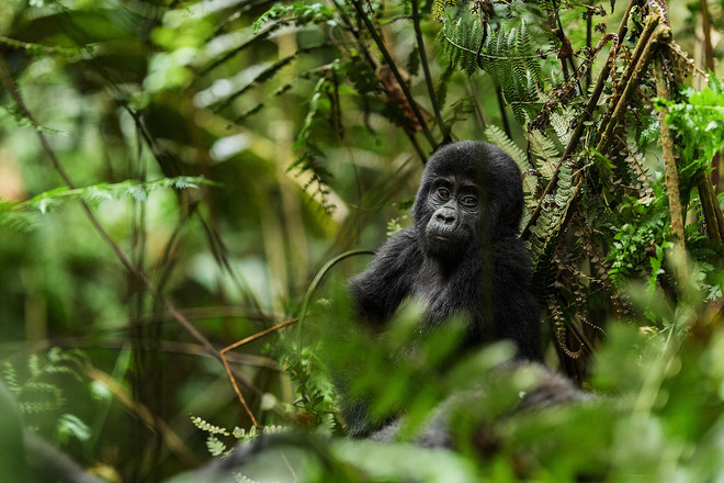 10 Reasons to Visit Uganda | Blog | Travel tips, advice and inspiration ...