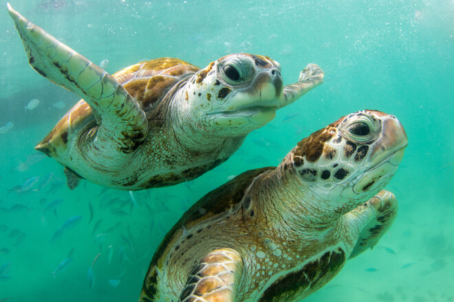 World Turtle Day: Where can I go on holiday to see turtles? | Blog ...