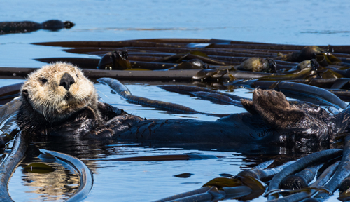 Wildlife Holidays In Canada | Whale & Bear Watching Tours - Explore ...