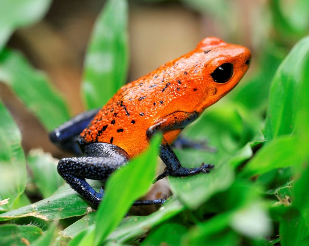 Explore Costa Rica's rainforests and volcanoes - Explore