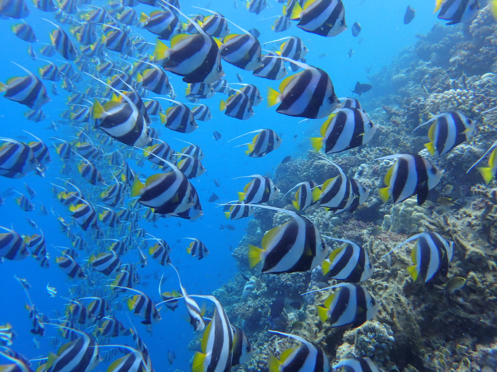 Maldives Adventure Cruise - Explore