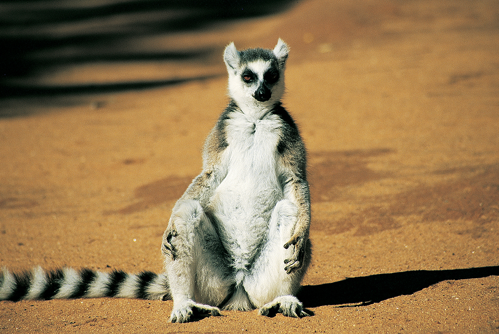 Madagascar Wildlife Tour - Explore